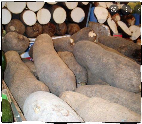 Le Nouvelliste | Des experts proposent l’arbre véritable, racines et ...