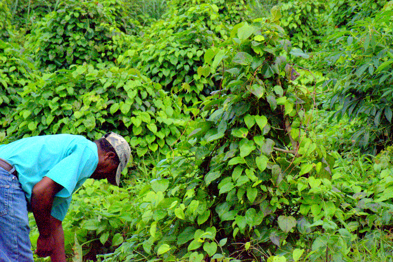 L’intervention de l’État sollicitée dans la production d’ignames à les ...