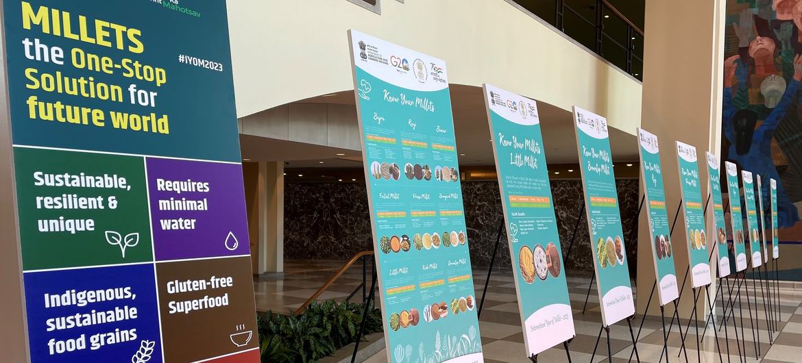 Le mil présenté comme un "aliment intelligent", riche en patrimoine et ...