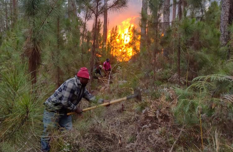 Plus de 119 hectares de la forêt des pins partie en fumée en moins d ...